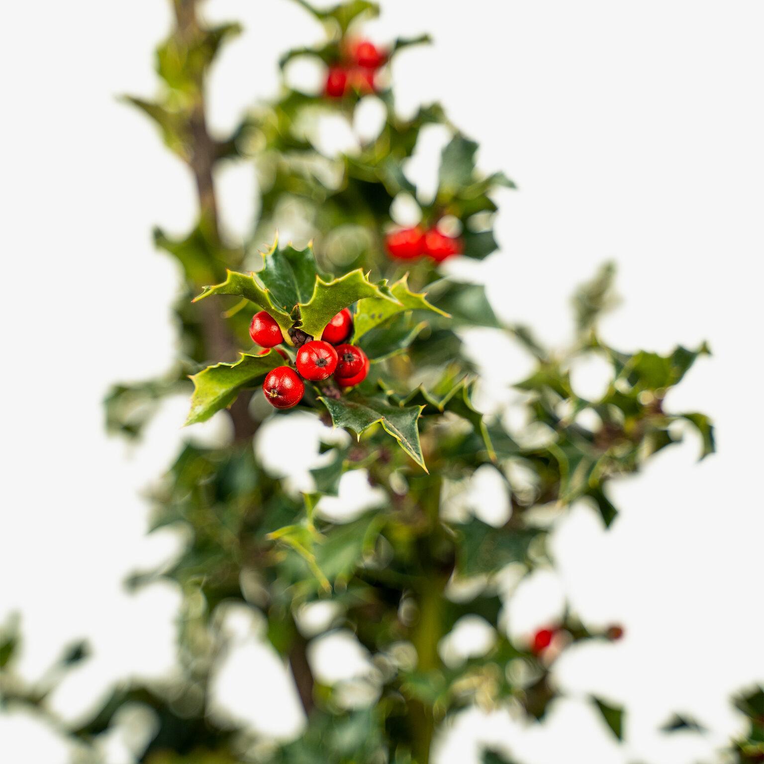 Red Beauty Holly For Sale Online | The Tree Center