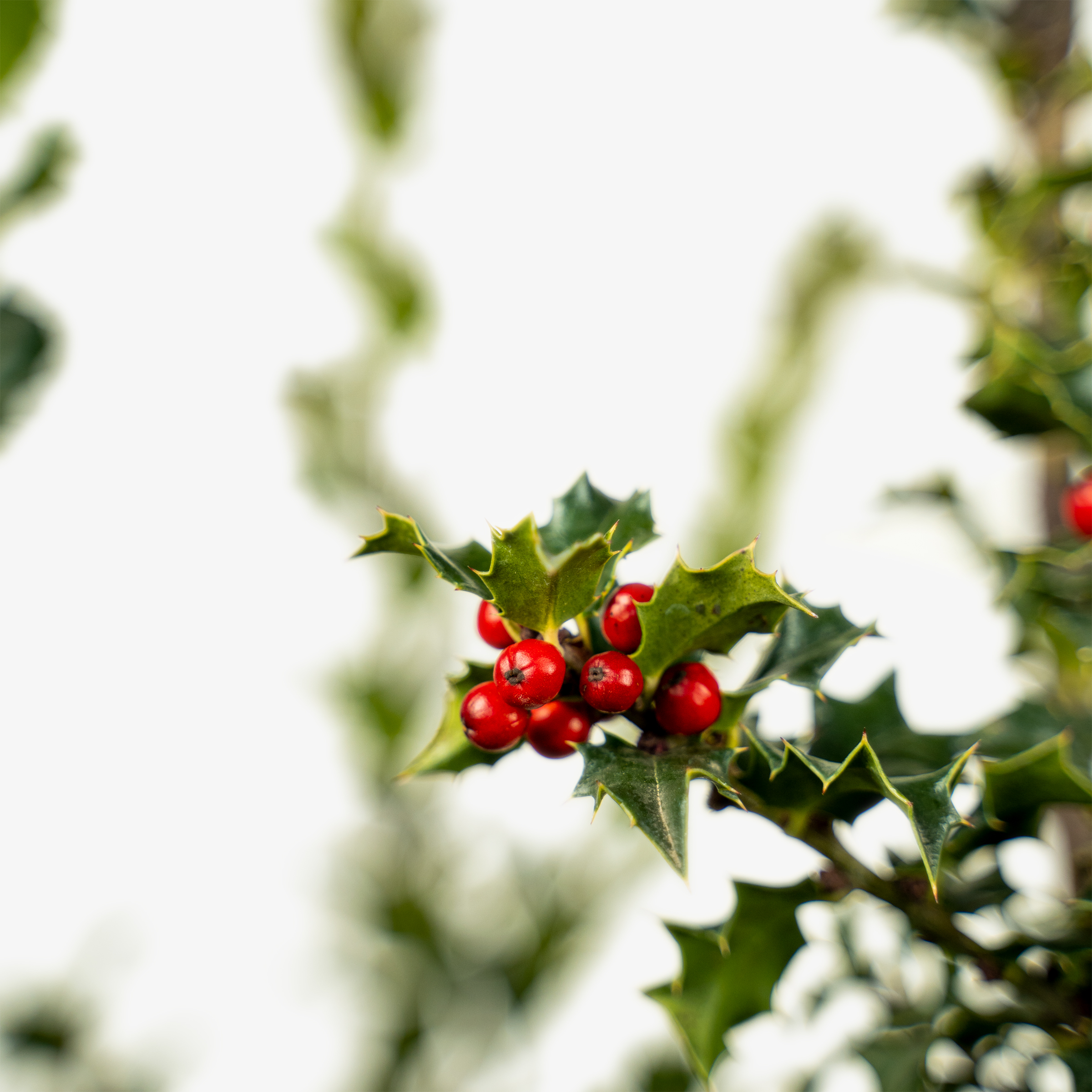 Red Beauty Holly For Sale Online | The Tree Center
