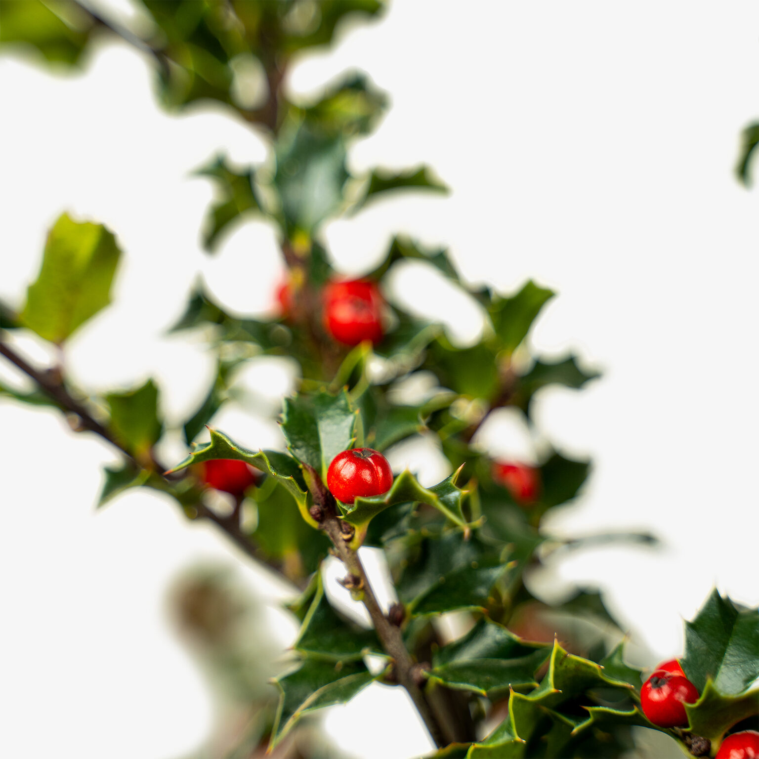 Red Beauty Holly For Sale Online | The Tree Center