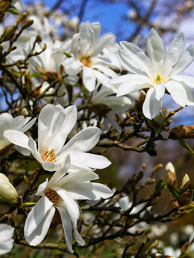 Magnolia Trees For Sale Online | The Tree Center