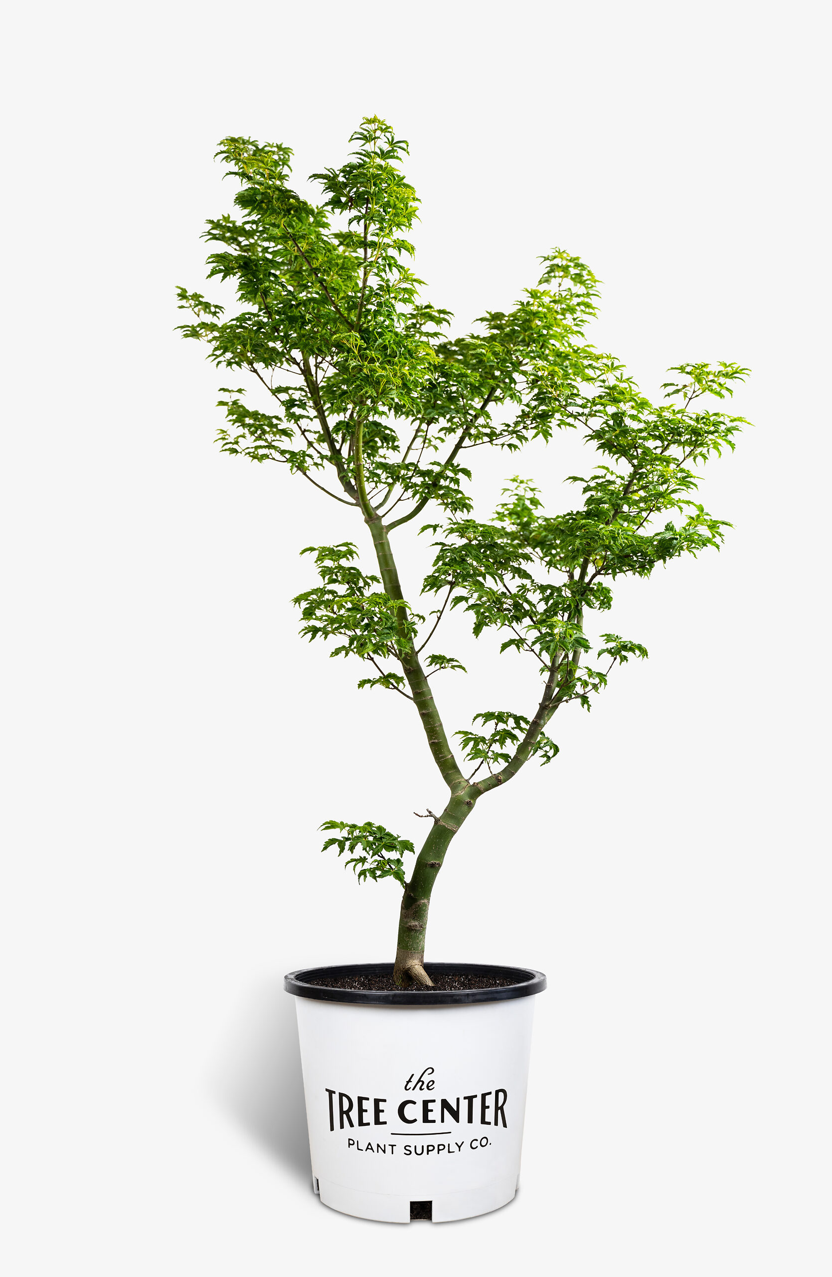 Lions Head Japanese Maple | The Tree Center