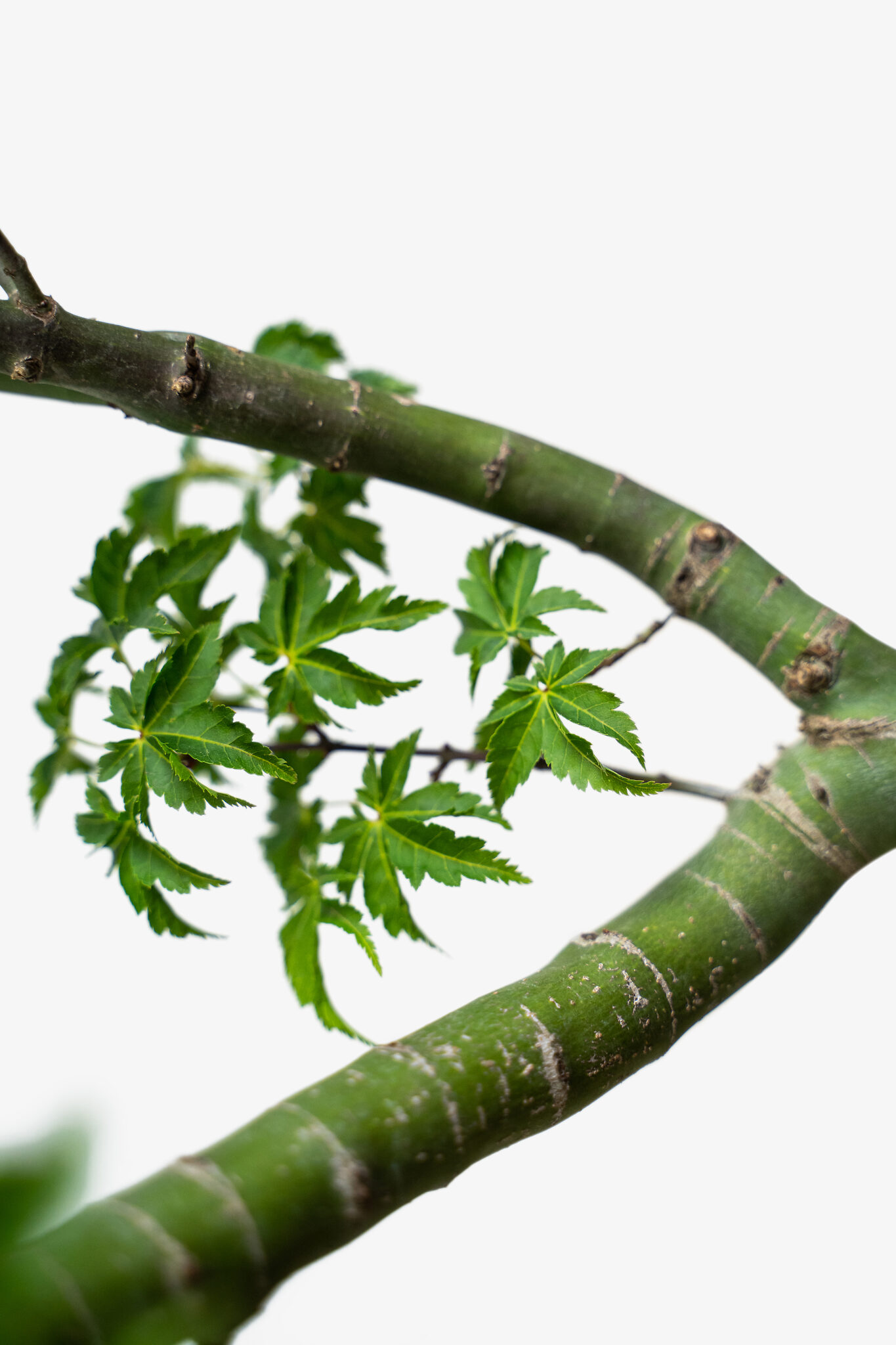 Lions Head Japanese Maple | The Tree Center