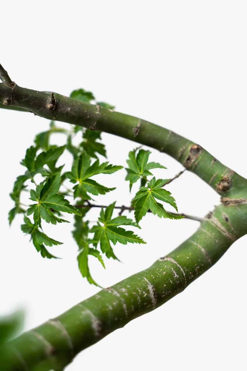Lions Head Japanese Maple | The Tree Center