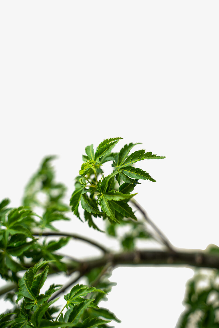 Lions Head Japanese Maple | The Tree Center