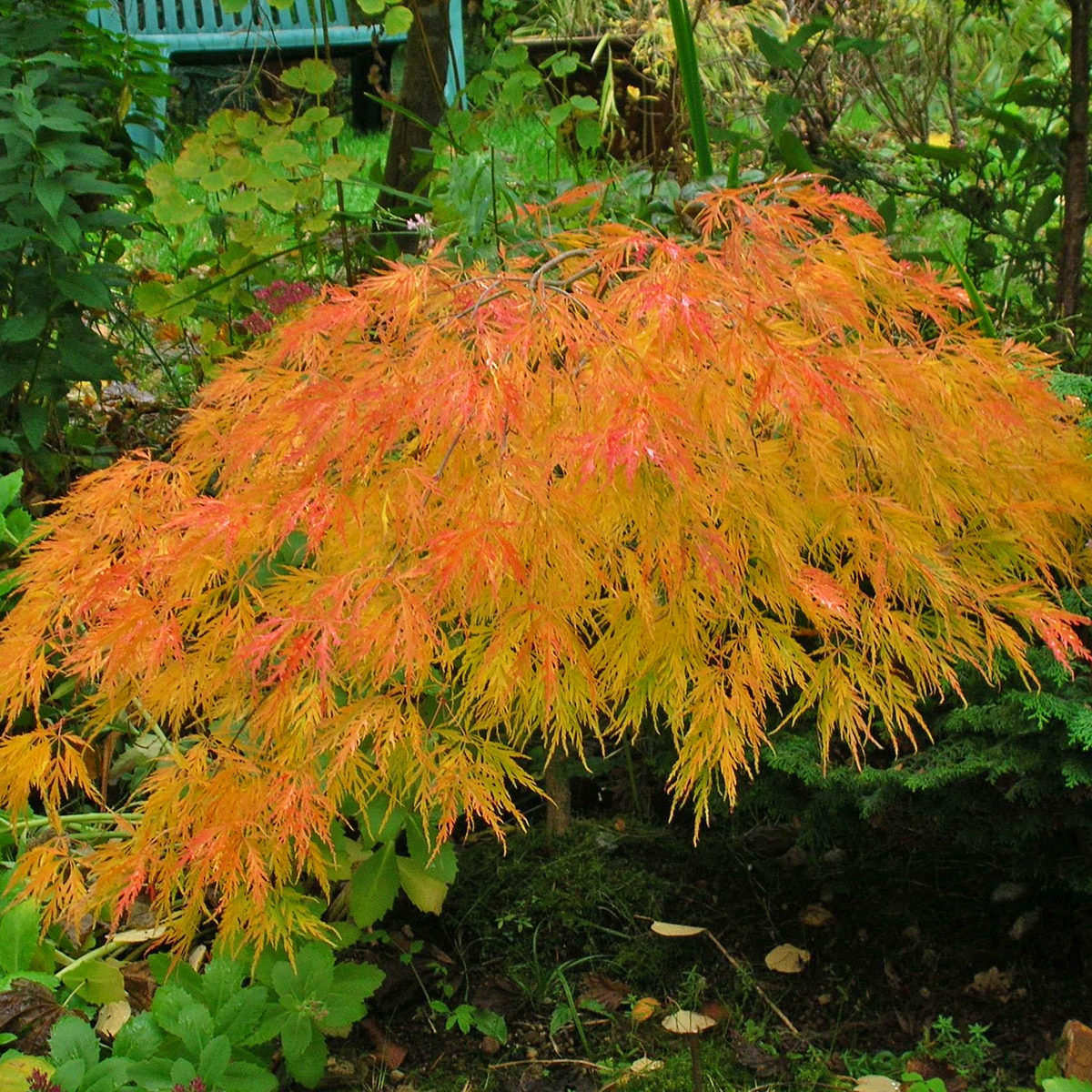 Waterfall Japanese Maple For Sale Online | The Tree Center