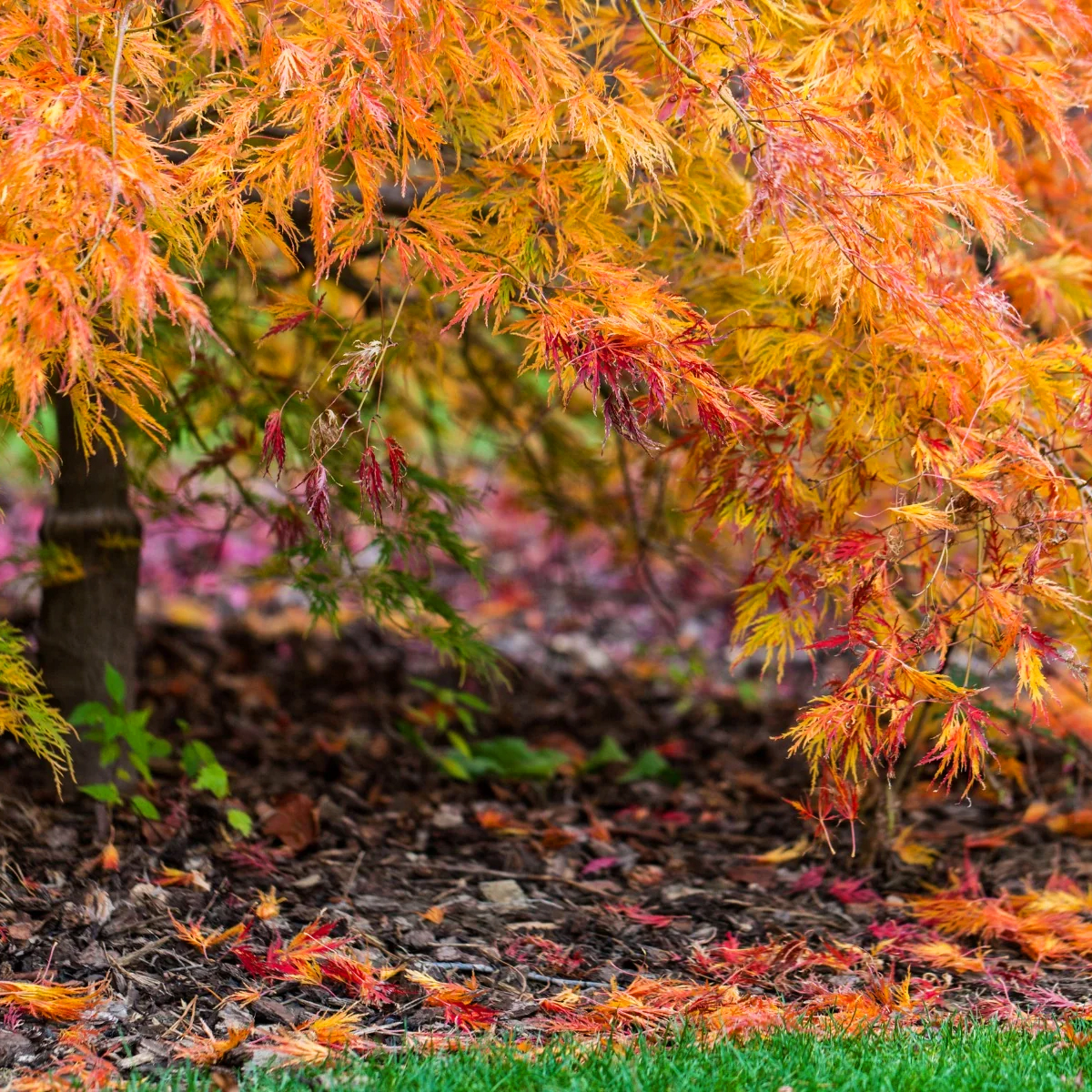 Waterfall Japanese Maple For Sale Online | The Tree Center
