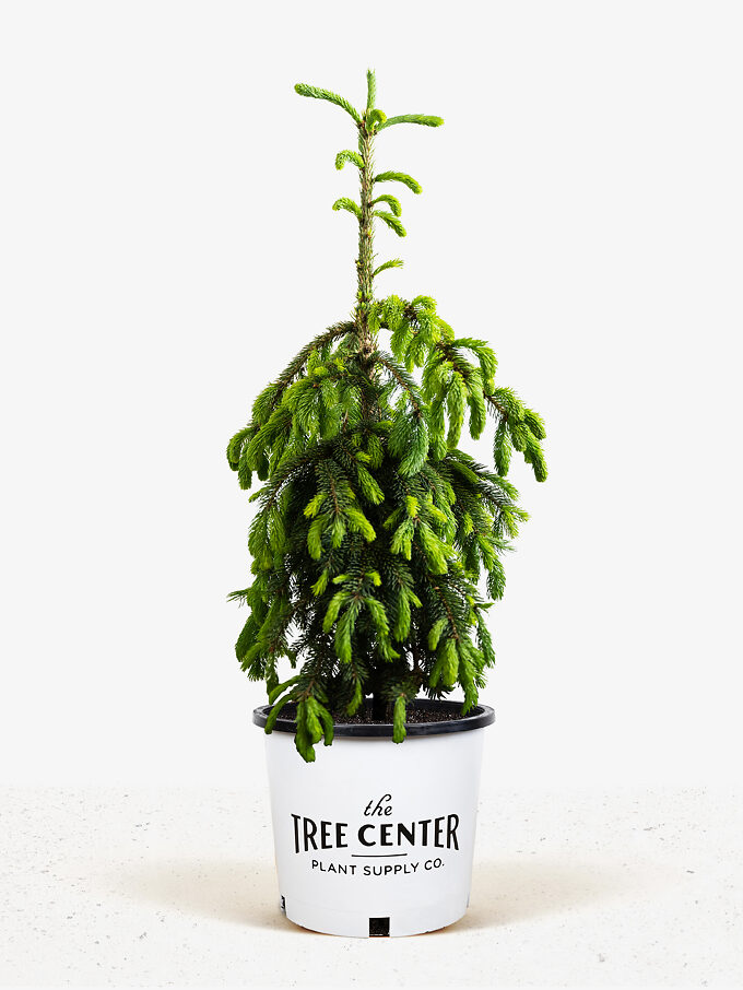Columnar Norway Spruce Trees For Sale | The Tree Center