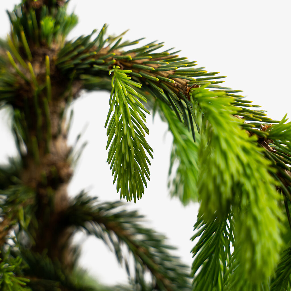 Weeping White Spruce Trees For Sale Online | The Tree Center