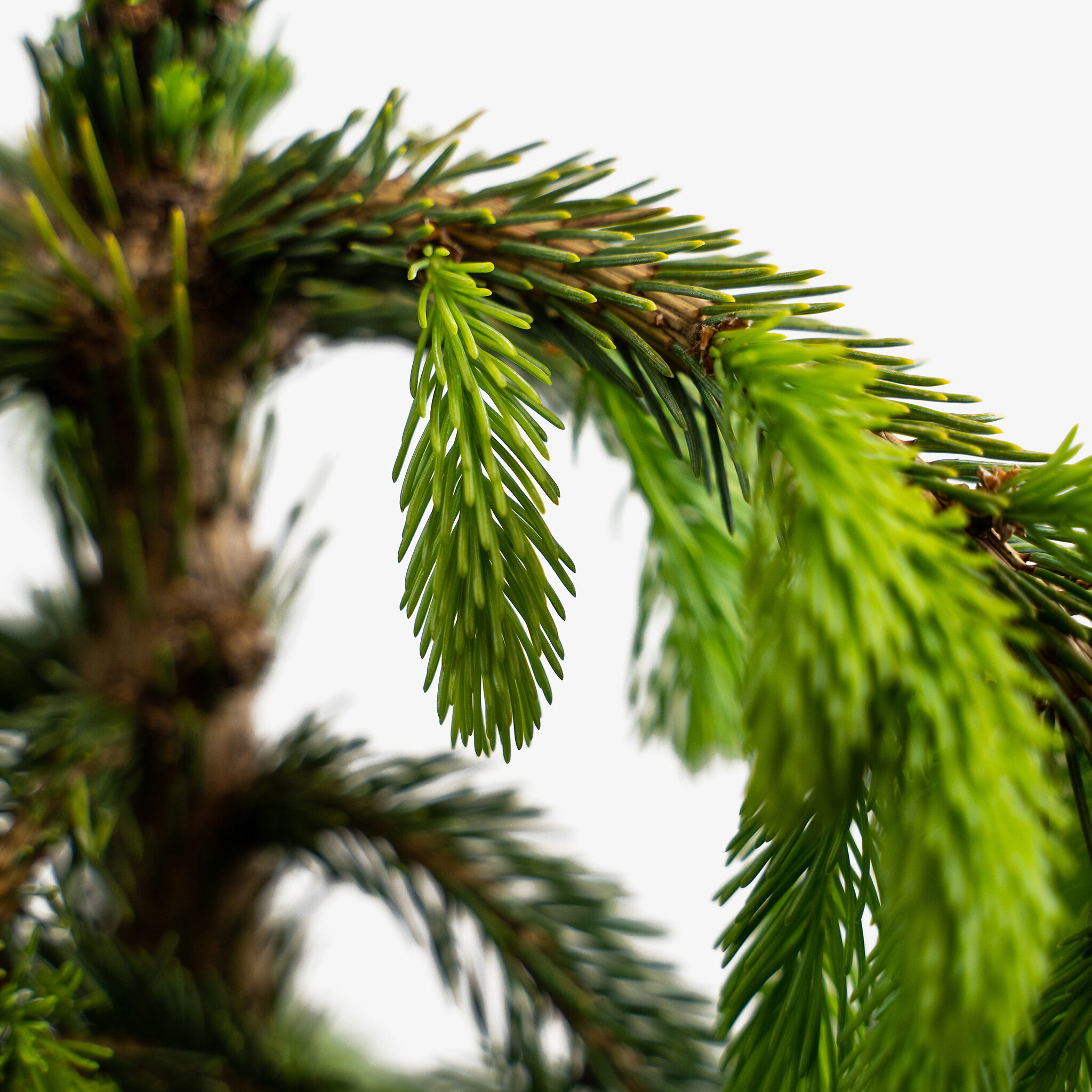 Weeping White Spruce Trees For Sale Online | The Tree Center