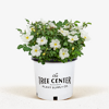 White Out Roses For Sale Online | The Tree Center
