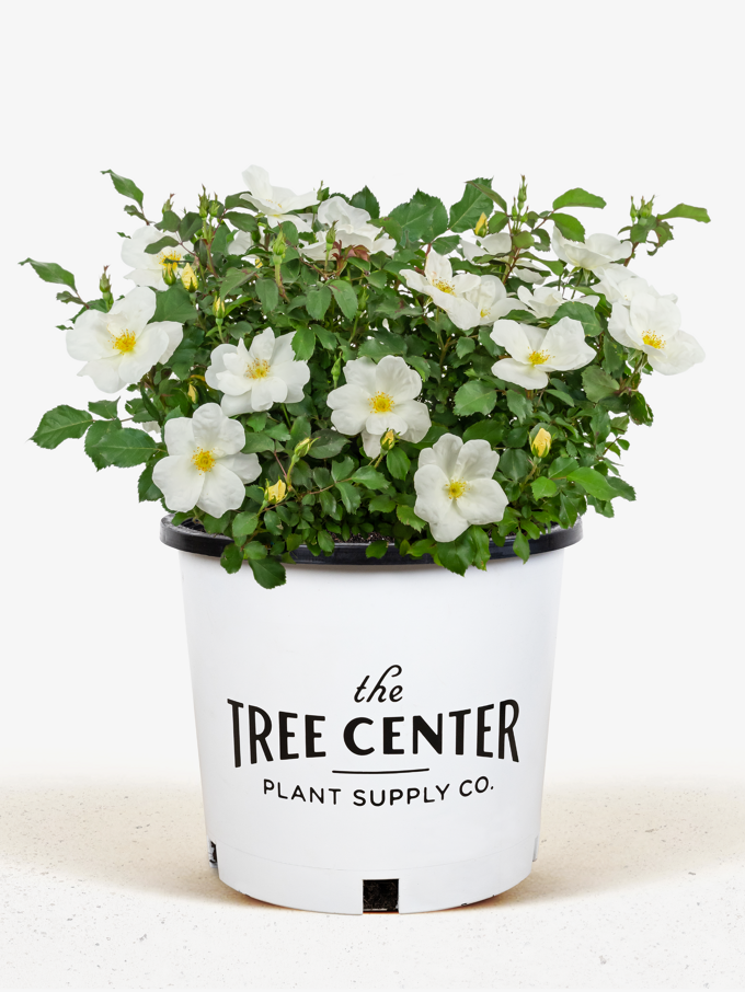 Knockout Roses For Sale Online | The Tree Center