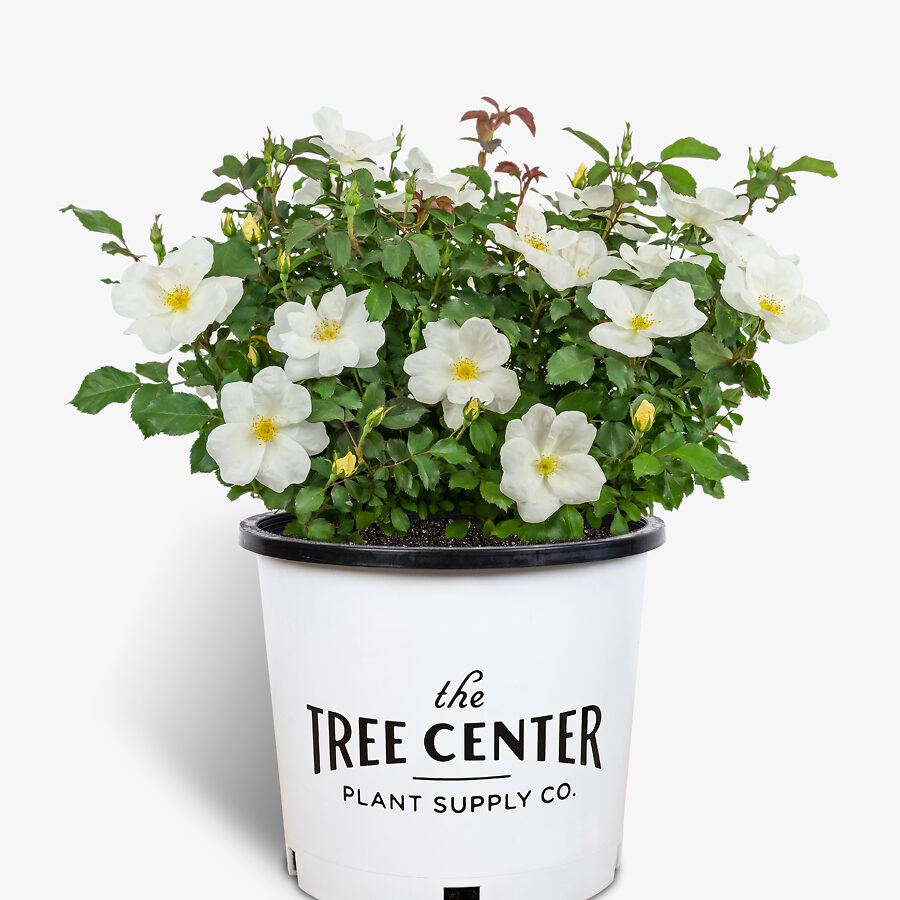 White Out Roses For Sale Online | The Tree Center