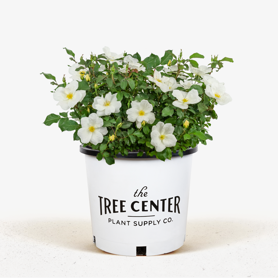 White Out Roses For Sale Online | The Tree Center