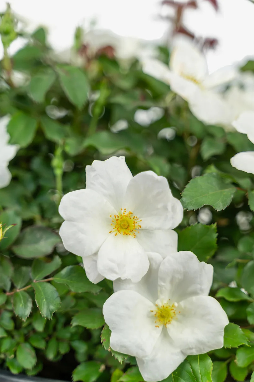 White Out Roses For Sale Online | The Tree Center