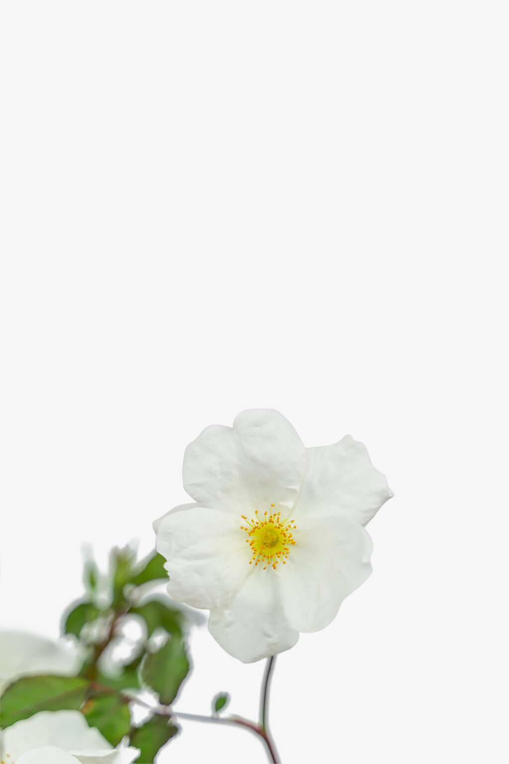 White Out Roses For Sale Online | The Tree Center