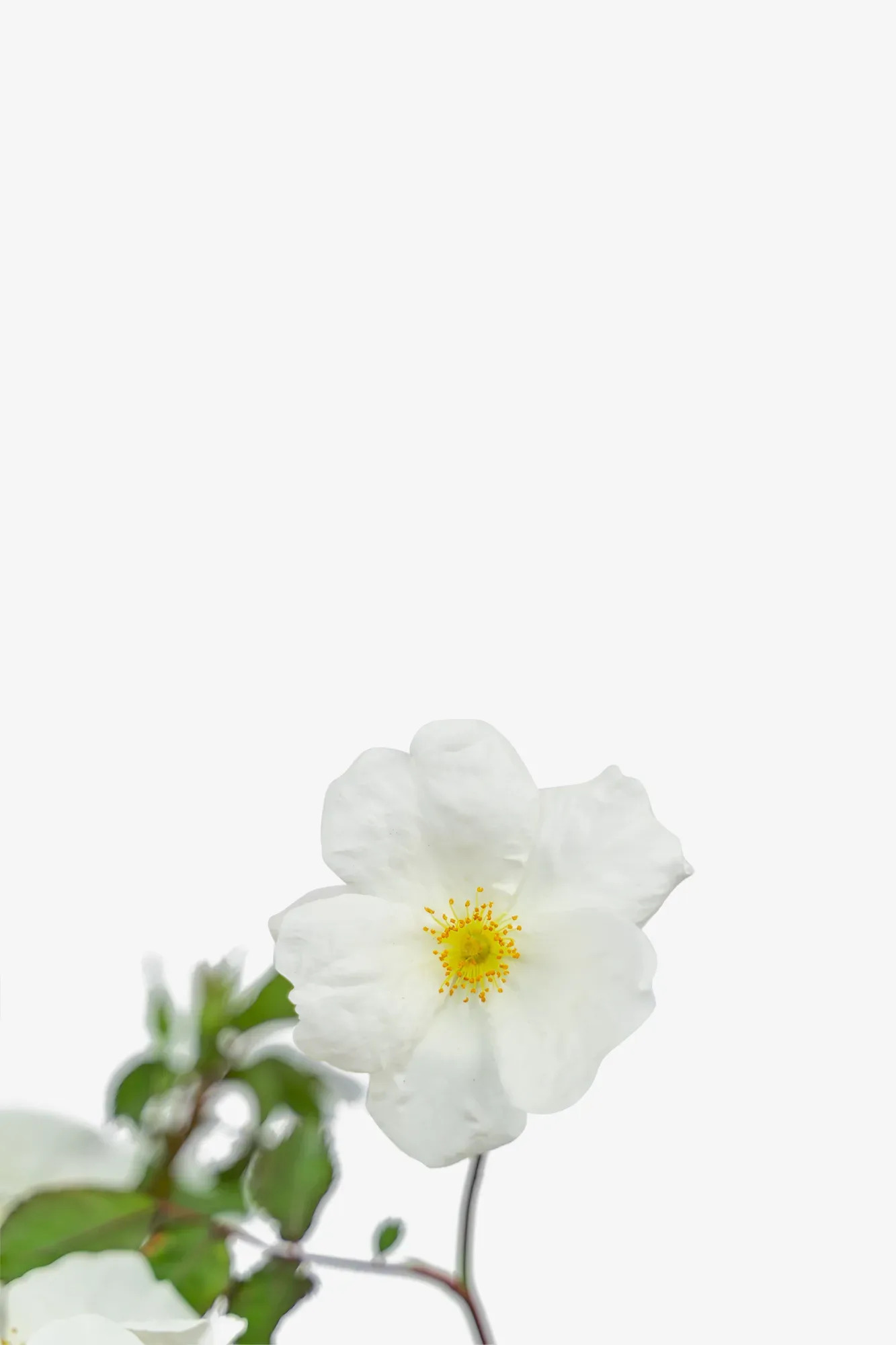 White Out Roses For Sale Online | The Tree Center