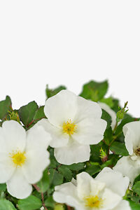 White Out Roses For Sale Online | The Tree Center