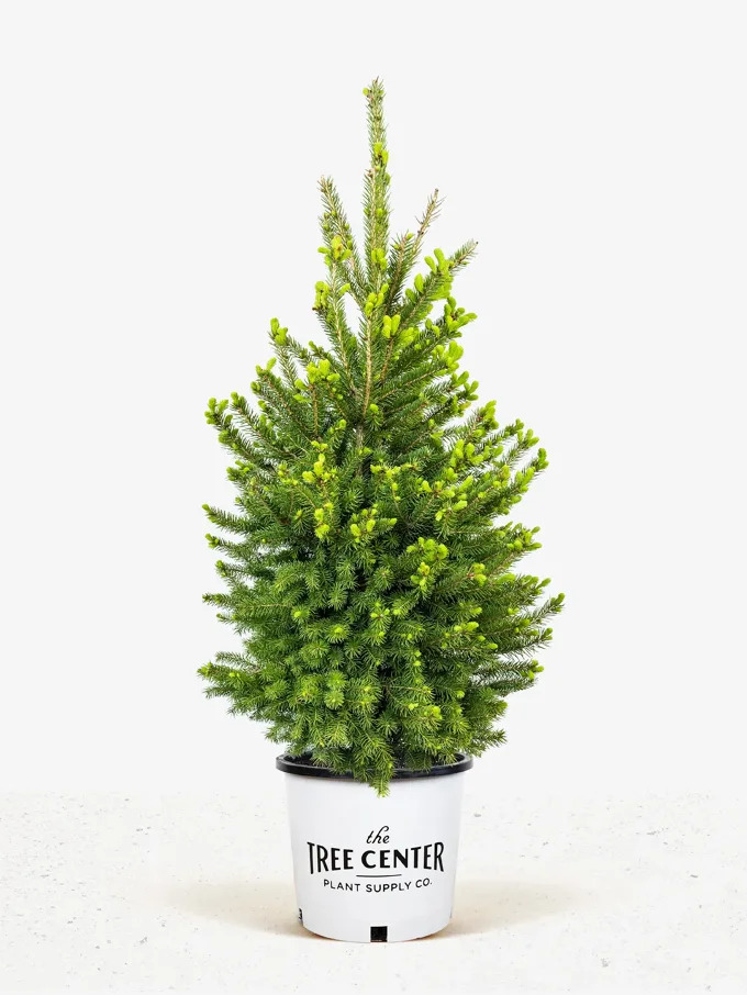 DeGroots Spire Arborvitae | The Tree Center