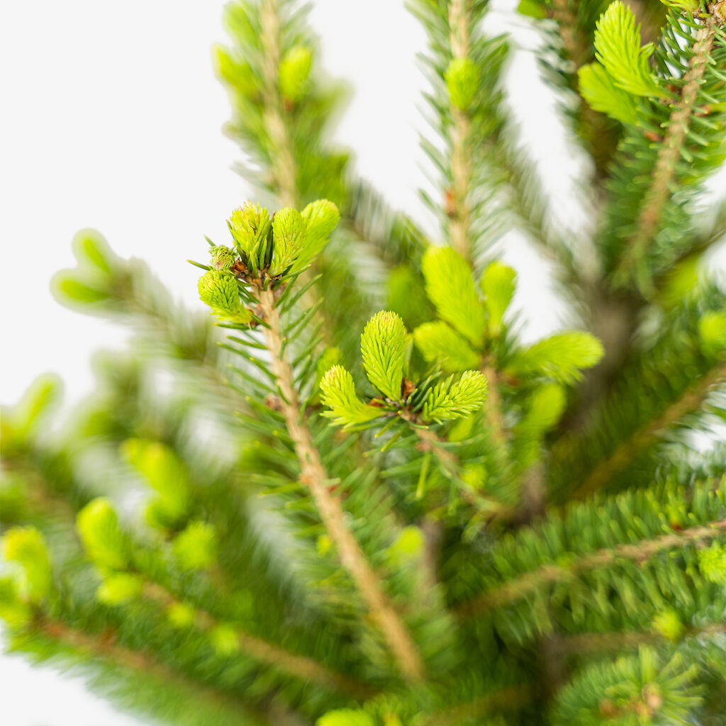 White Spruce For Sale | The Tree Center