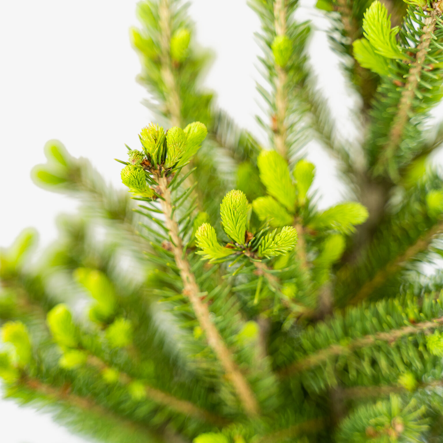 White Spruce For Sale | The Tree Center