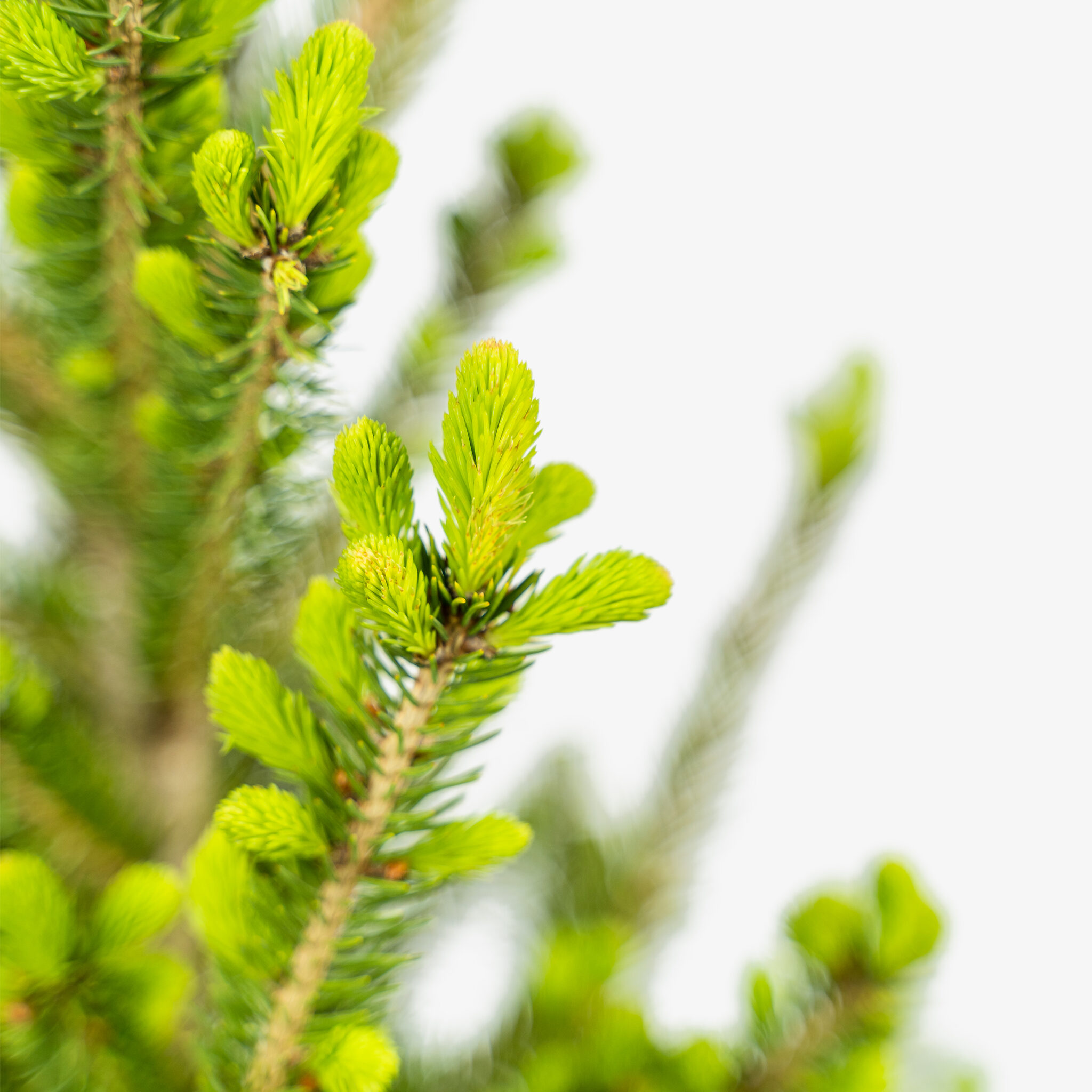 White Spruce For Sale | The Tree Center