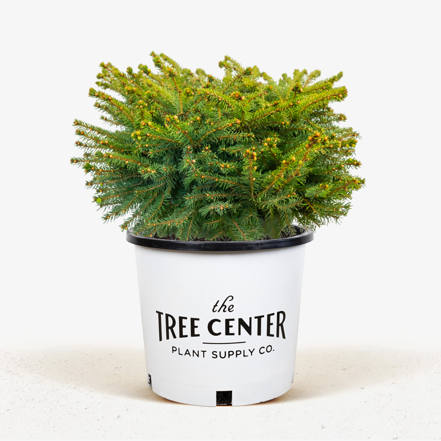 Bird's Nest Spruce For Sale | The Tree Center