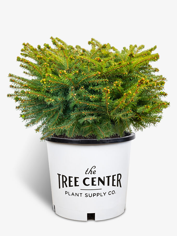Spruce Trees for Sale Online | The Tree Center