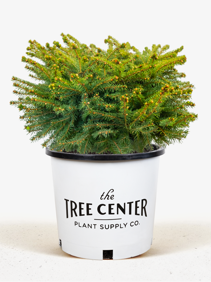 Buy Spruce Trees Online | Spruce Trees for Sale | The Tree Center