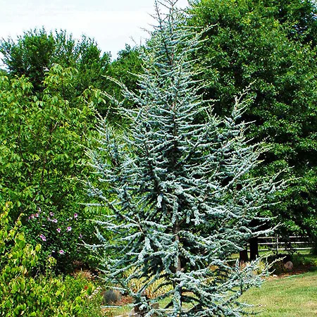 Blue Atlas Cedar | Buy Blue Atlas Cedar | The Tree Center