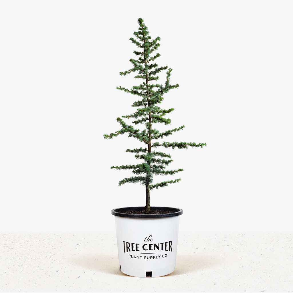Blue Atlas Cedar | Buy Blue Atlas Cedar | The Tree Center