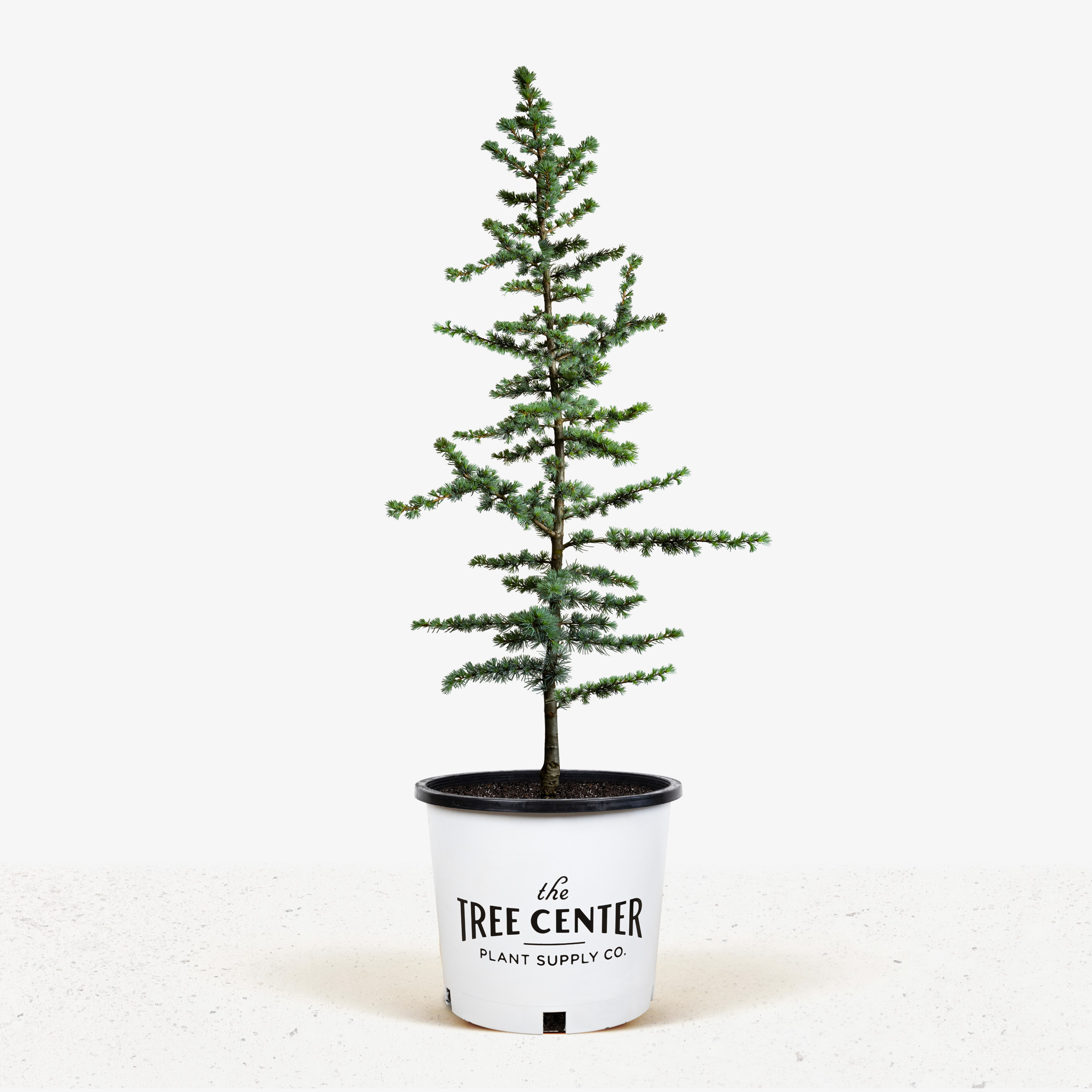 Blue Atlas Cedar | Buy Blue Atlas Cedar | The Tree Center
