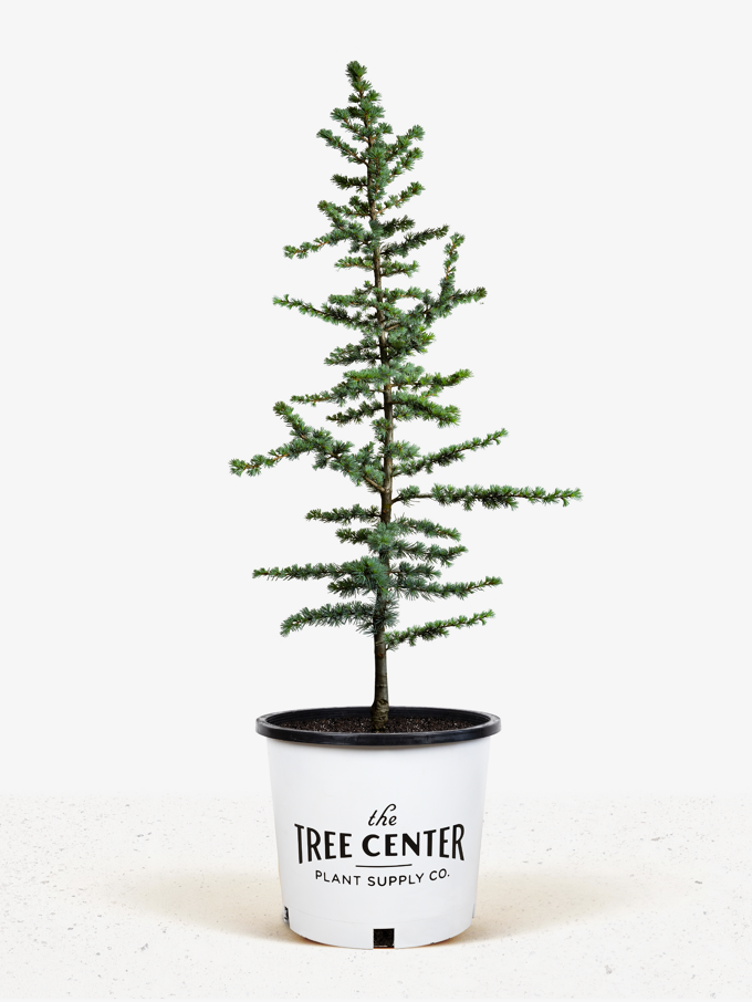 Serpentine Blue Atlas Cedar For Sale Online | The Tree Center