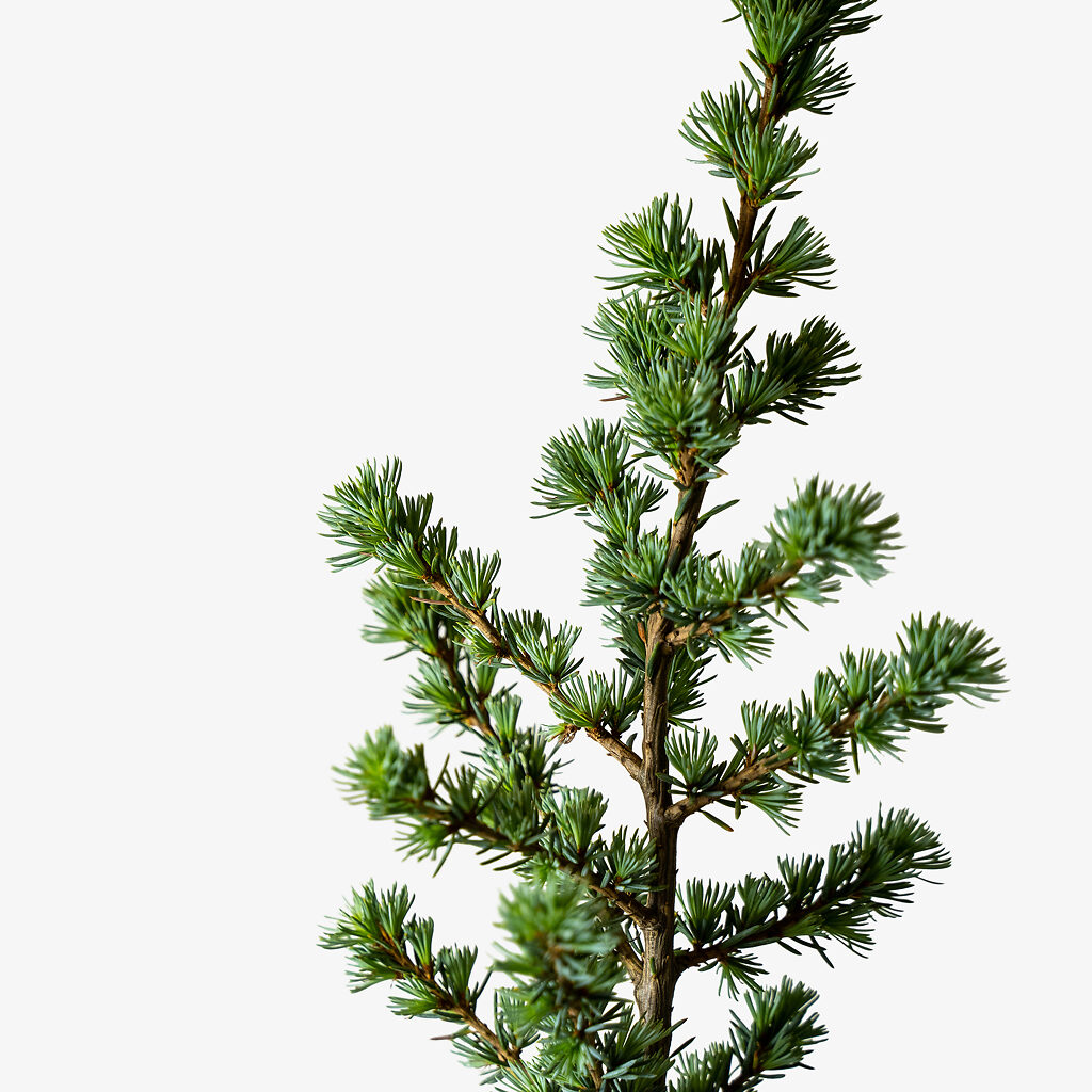 Blue Atlas Cedar | Buy Blue Atlas Cedar | The Tree Center