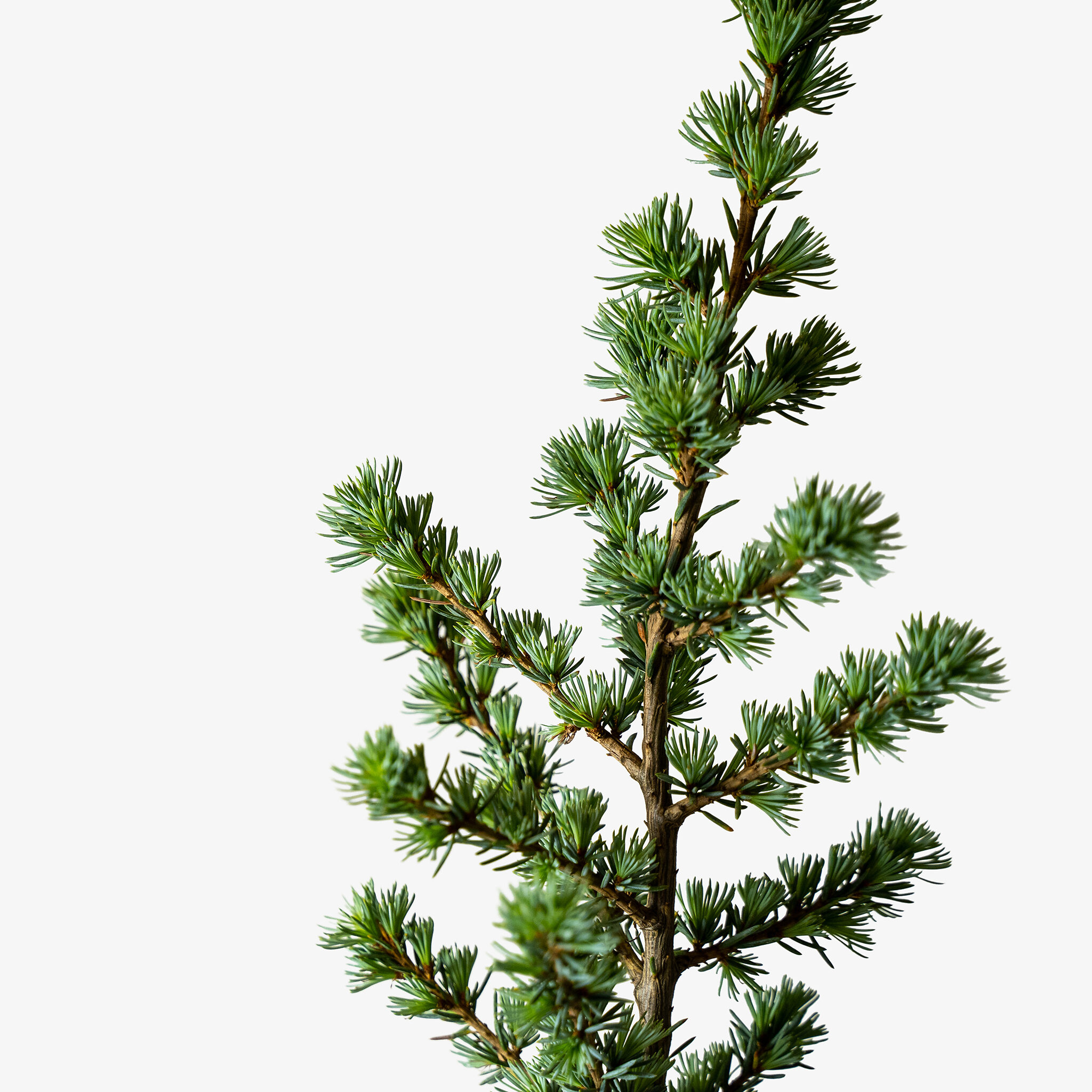 Blue Atlas Cedar | Buy Blue Atlas Cedar | The Tree Center