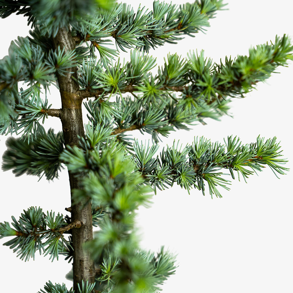 Blue Atlas Cedar | Buy Blue Atlas Cedar | The Tree Center