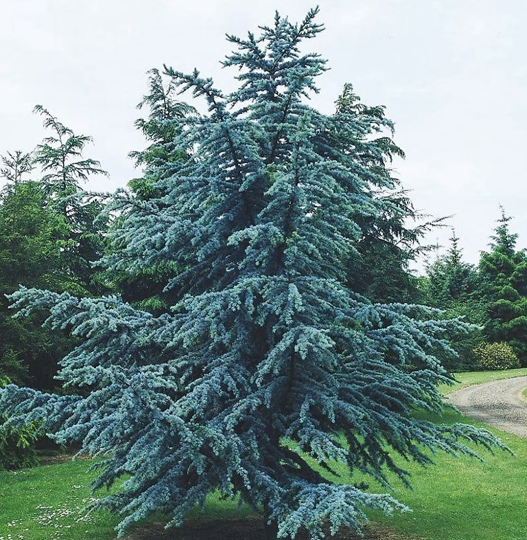Blue Atlas Cedar | Buy Blue Atlas Cedar | The Tree Center