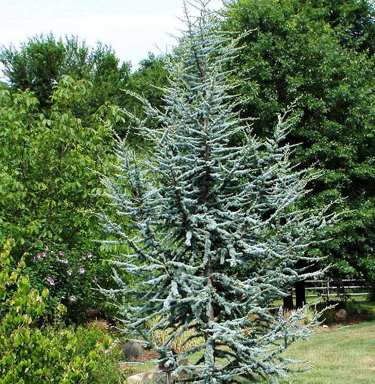 Blue Atlas Cedar | Buy Blue Atlas Cedar | The Tree Center