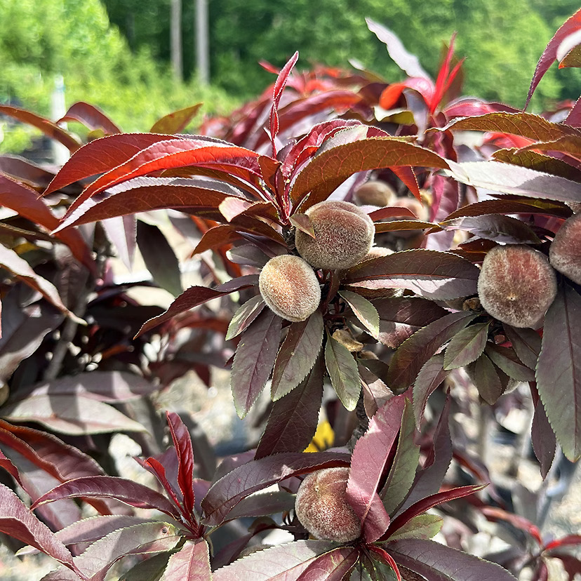 Bonfire Patio Peach Tree For Sale Online | The Tree Center