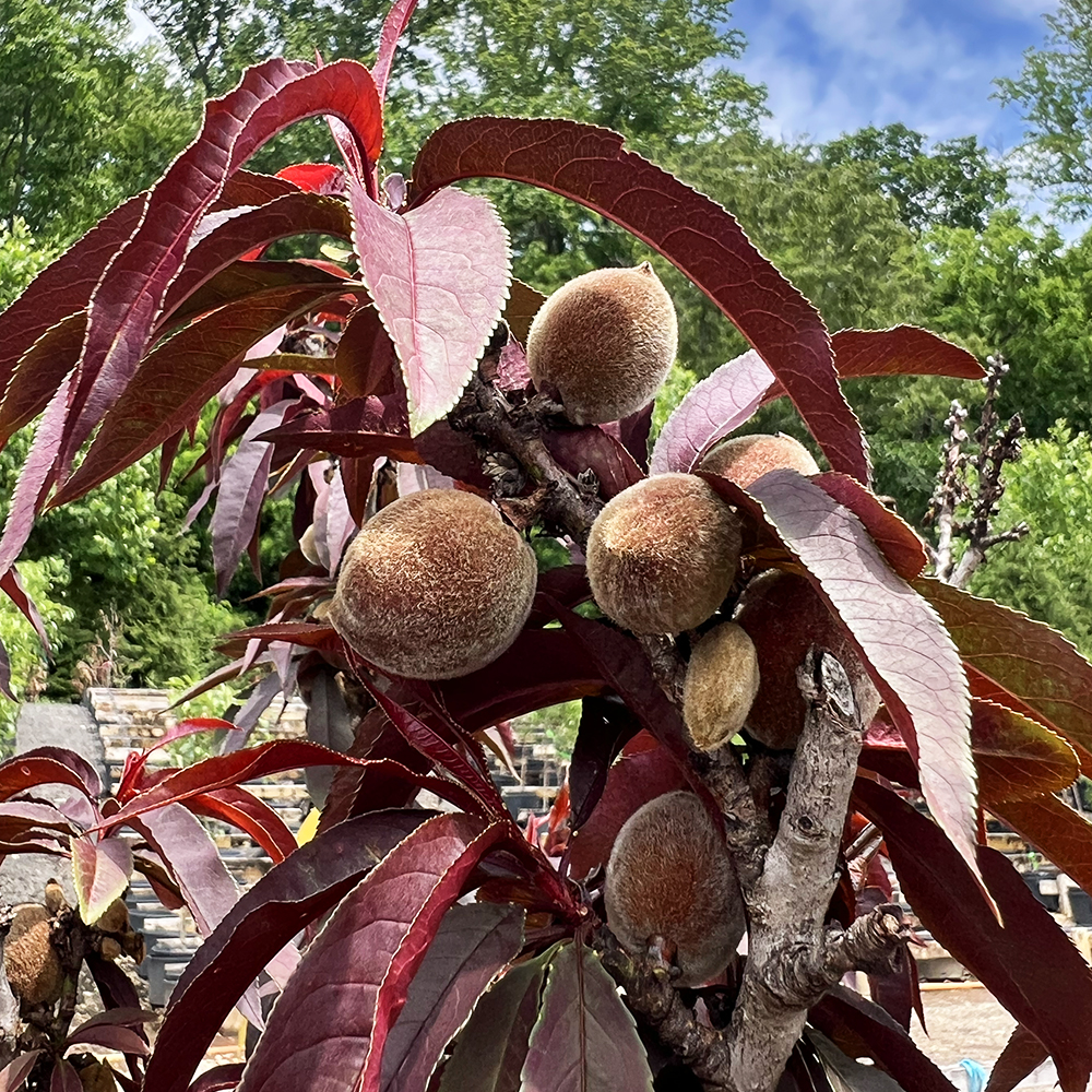 Bonfire Patio Peach Tree For Sale Online | The Tree Center