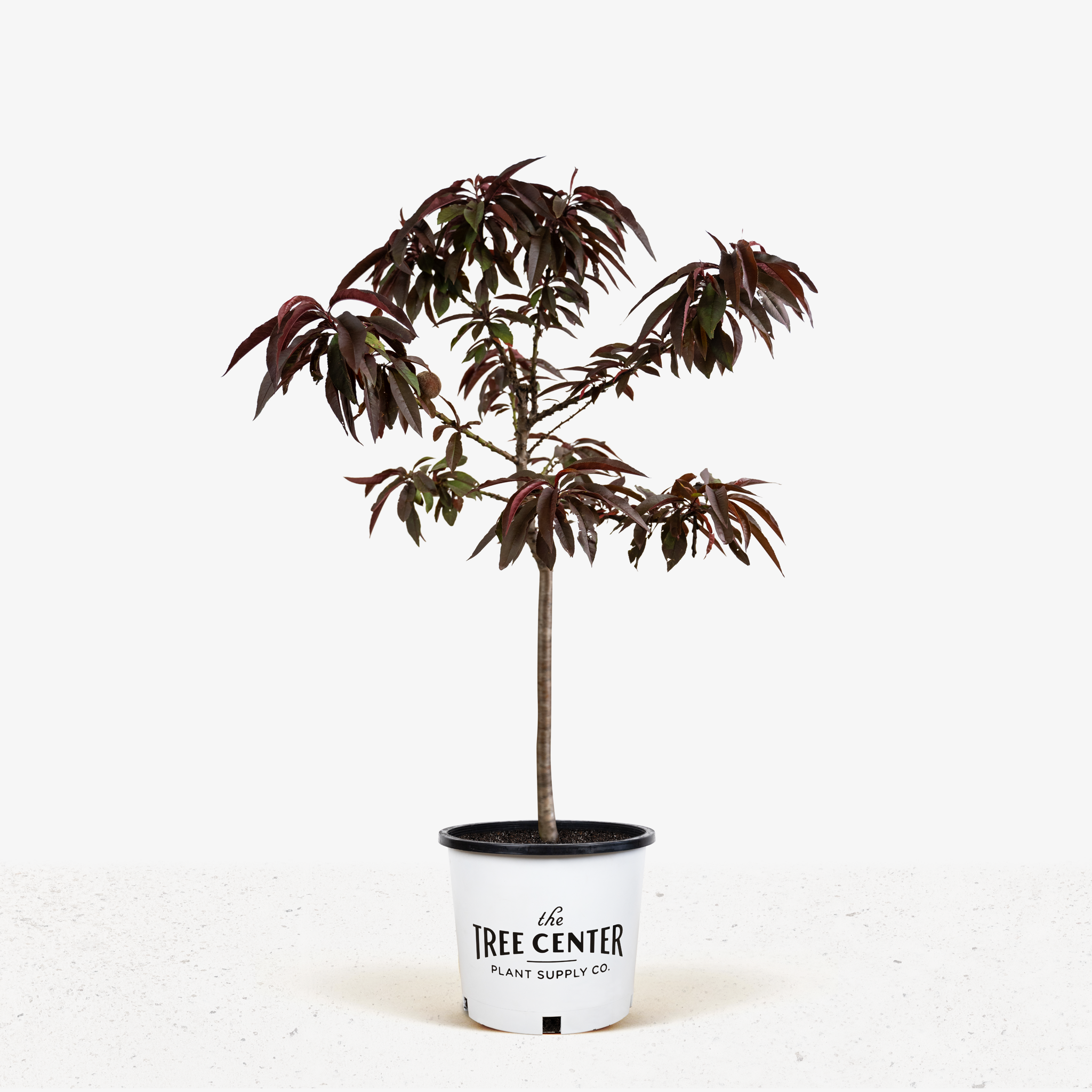 Bonfire Patio Peach Tree For Sale Online | The Tree Center