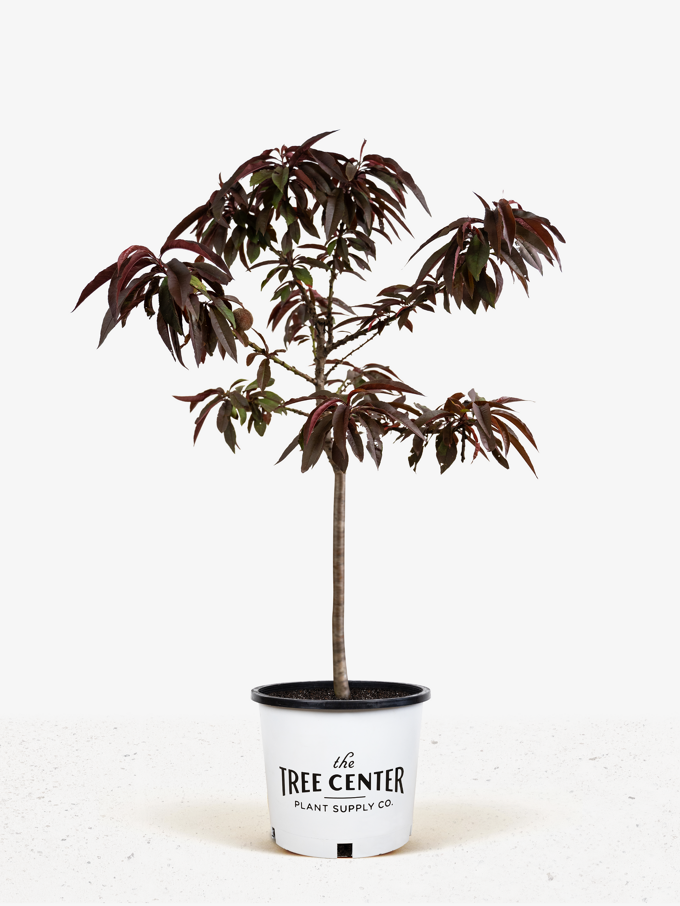 Peach Trees For Sale Online | The Tree Center