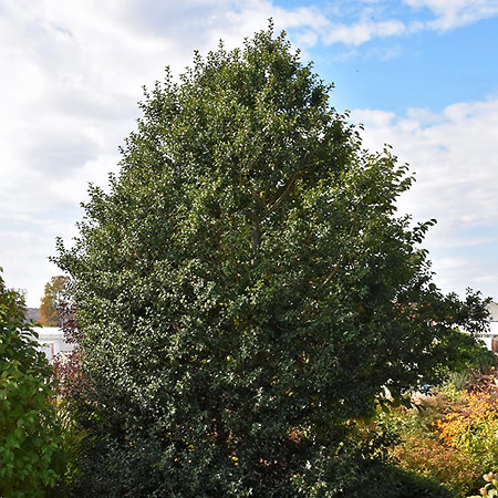 Dragon Lady Holly Trees For Sale Online | The Tree Center