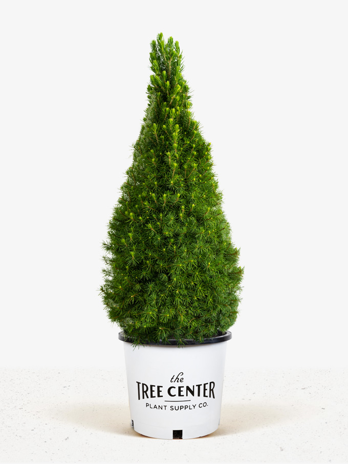 Pennsylvania Trees For Sale | The Tree Center™