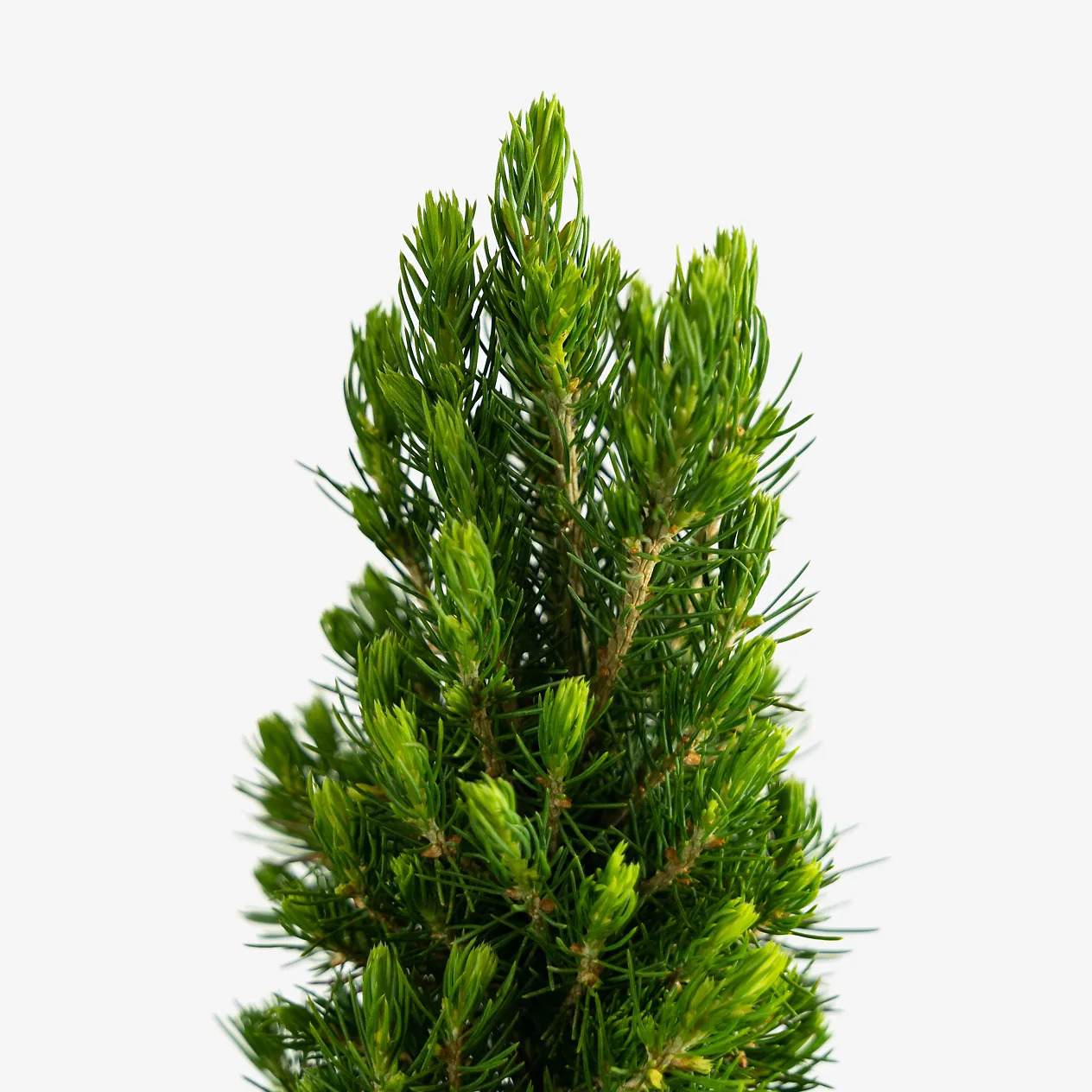 Dwarf Alberta Spruce For Sale Online | The Tree Center