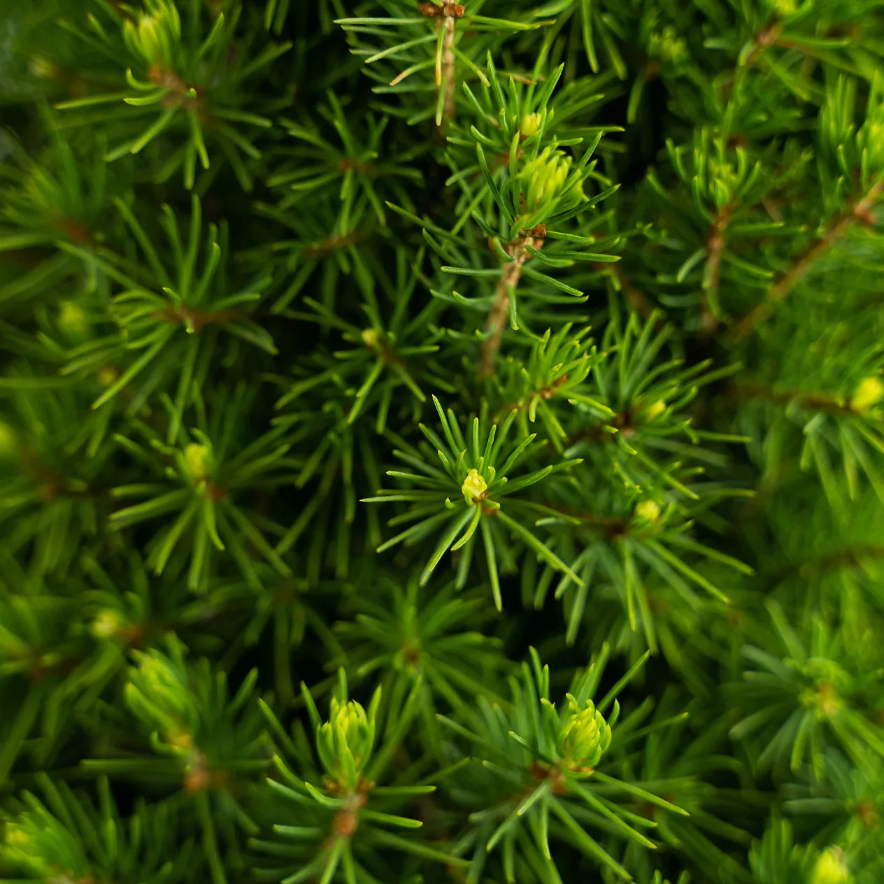 Dwarf Alberta Spruce For Sale Online | The Tree Center