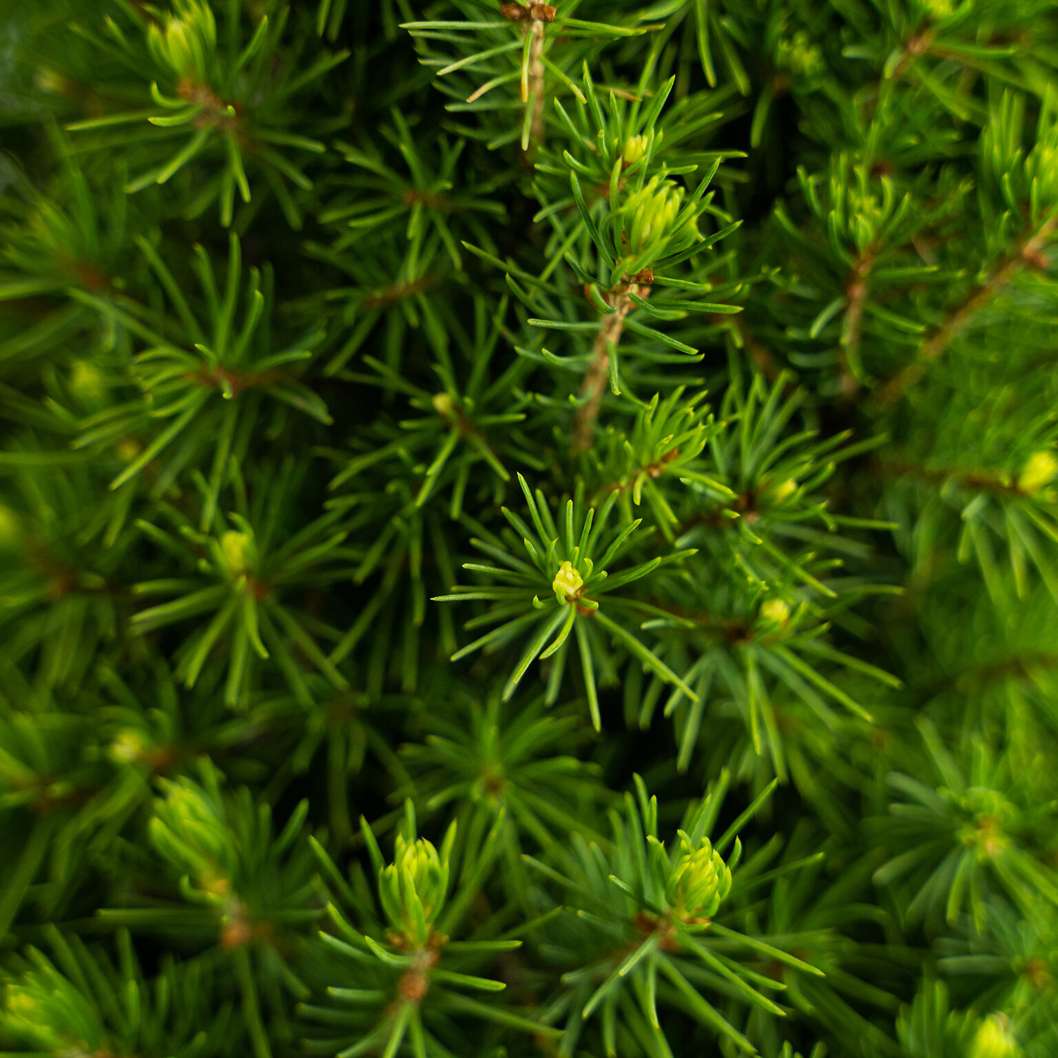 Dwarf Alberta Spruce For Sale Online | The Tree Center
