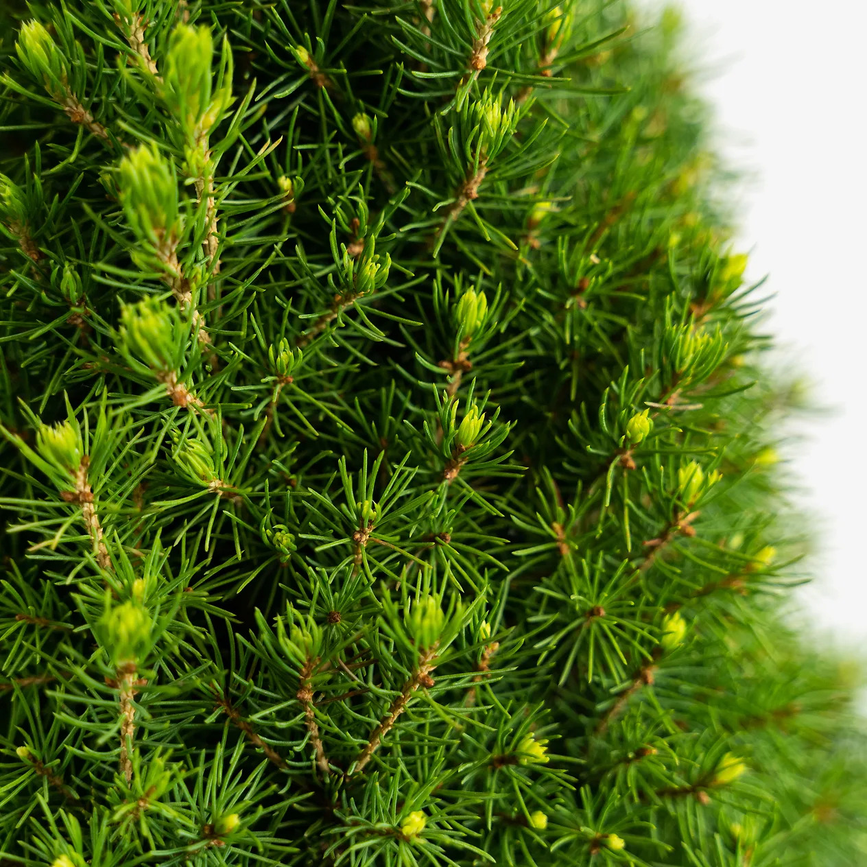 Dwarf Alberta Spruce For Sale Online | The Tree Center