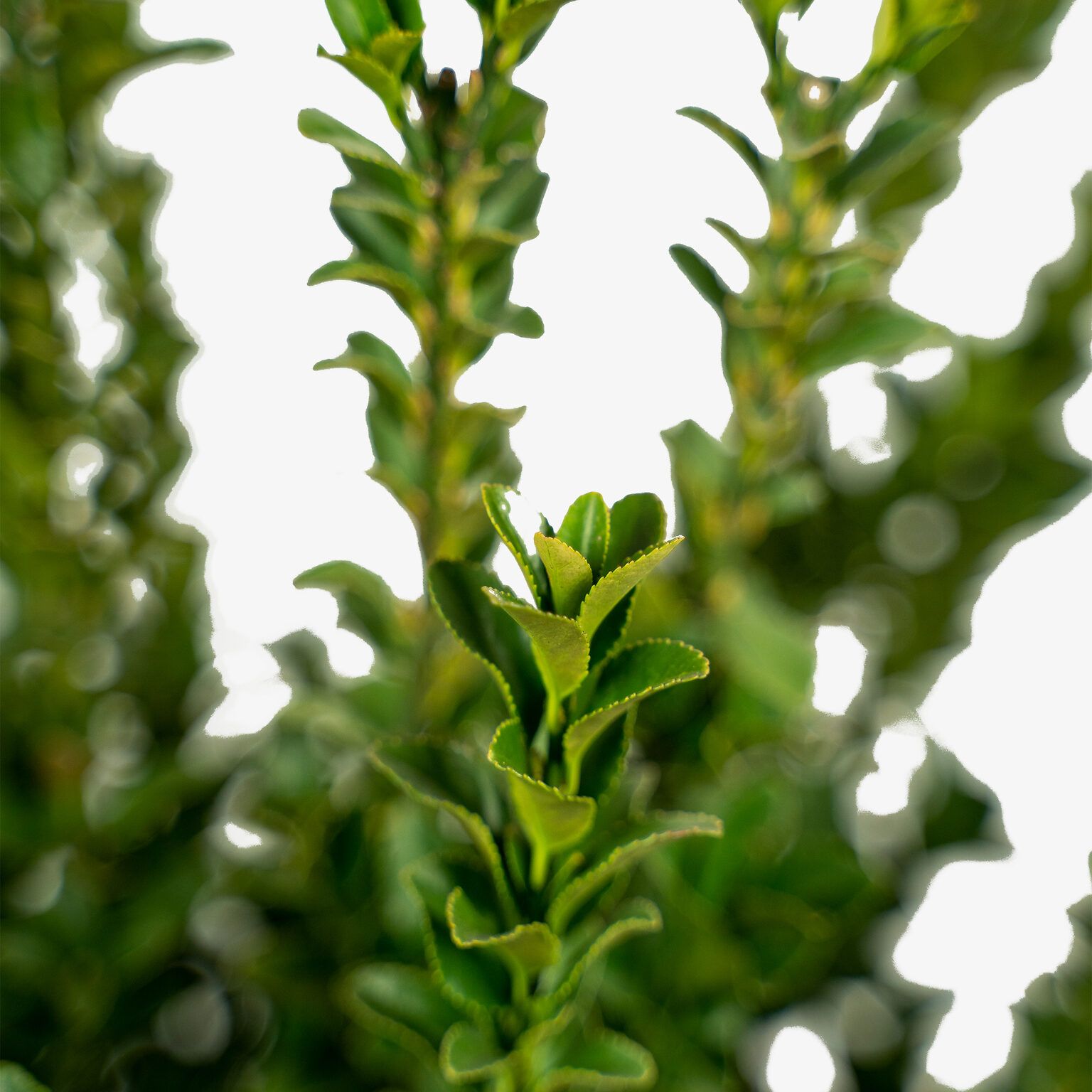 Green Spire Euonymus For Sale Online | The Tree Center