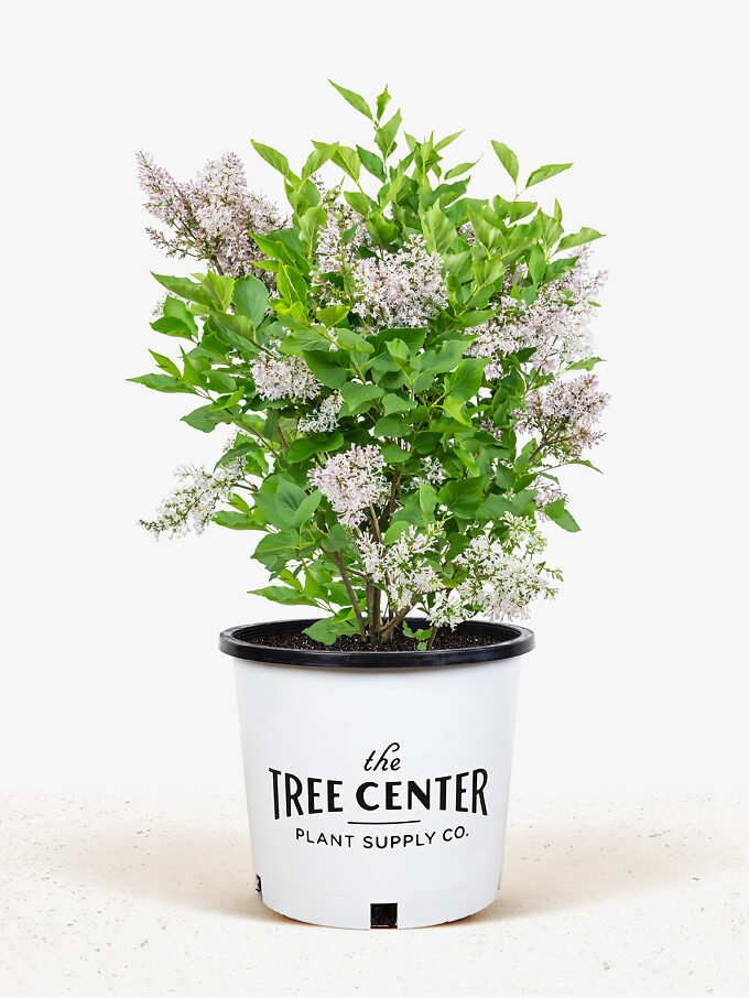 Prince Charming Lilacs For Sale | The Tree Center
