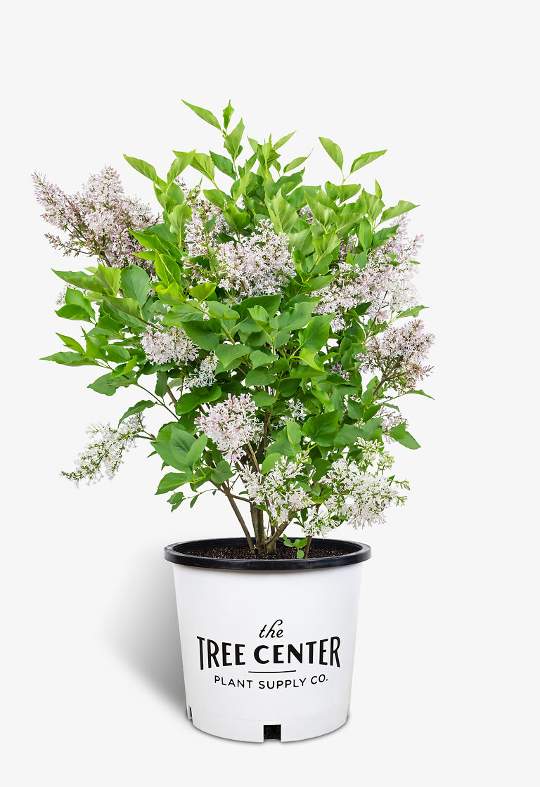 Miss Kim Lilac For Sale Online | The Tree Center